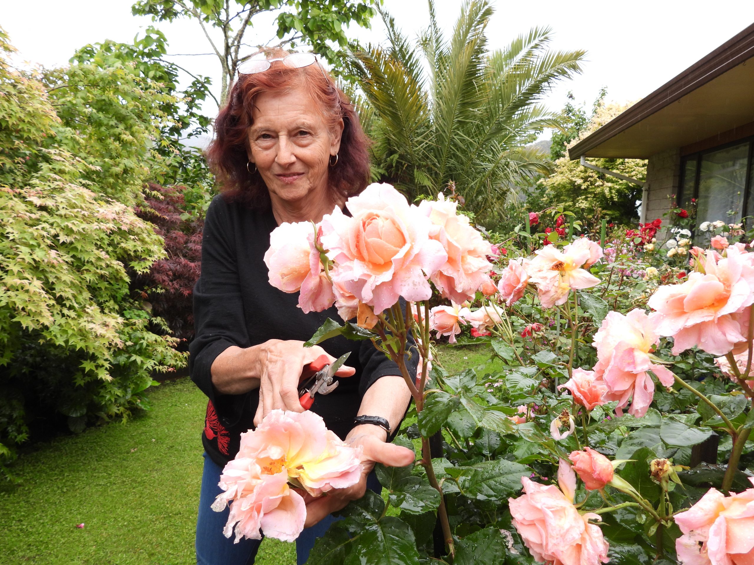 Bad weather ruins roses - Greymouth Star