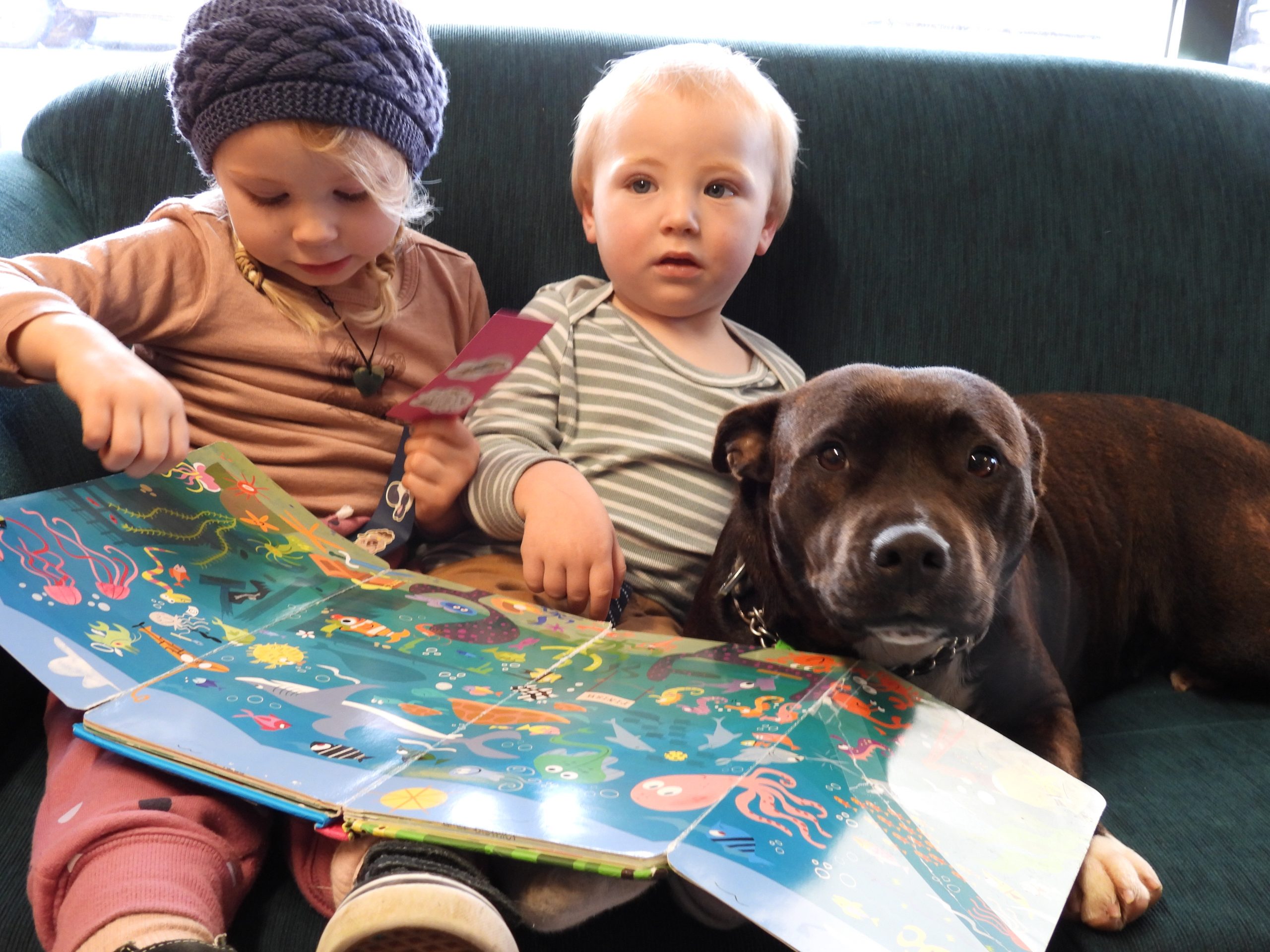 New library dog a good listener - Greymouth Star