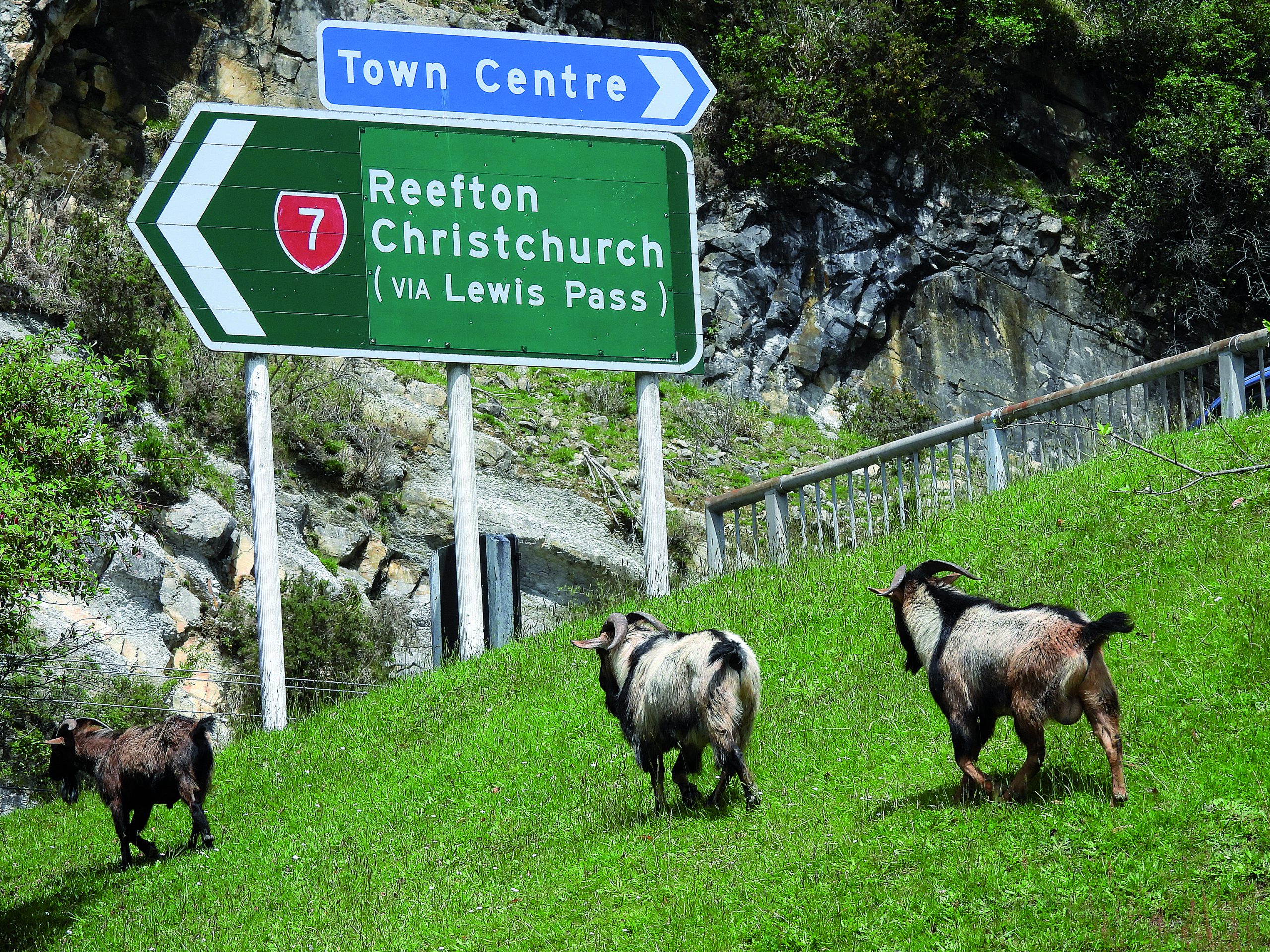 Growing goat herd problem - Greymouth Star