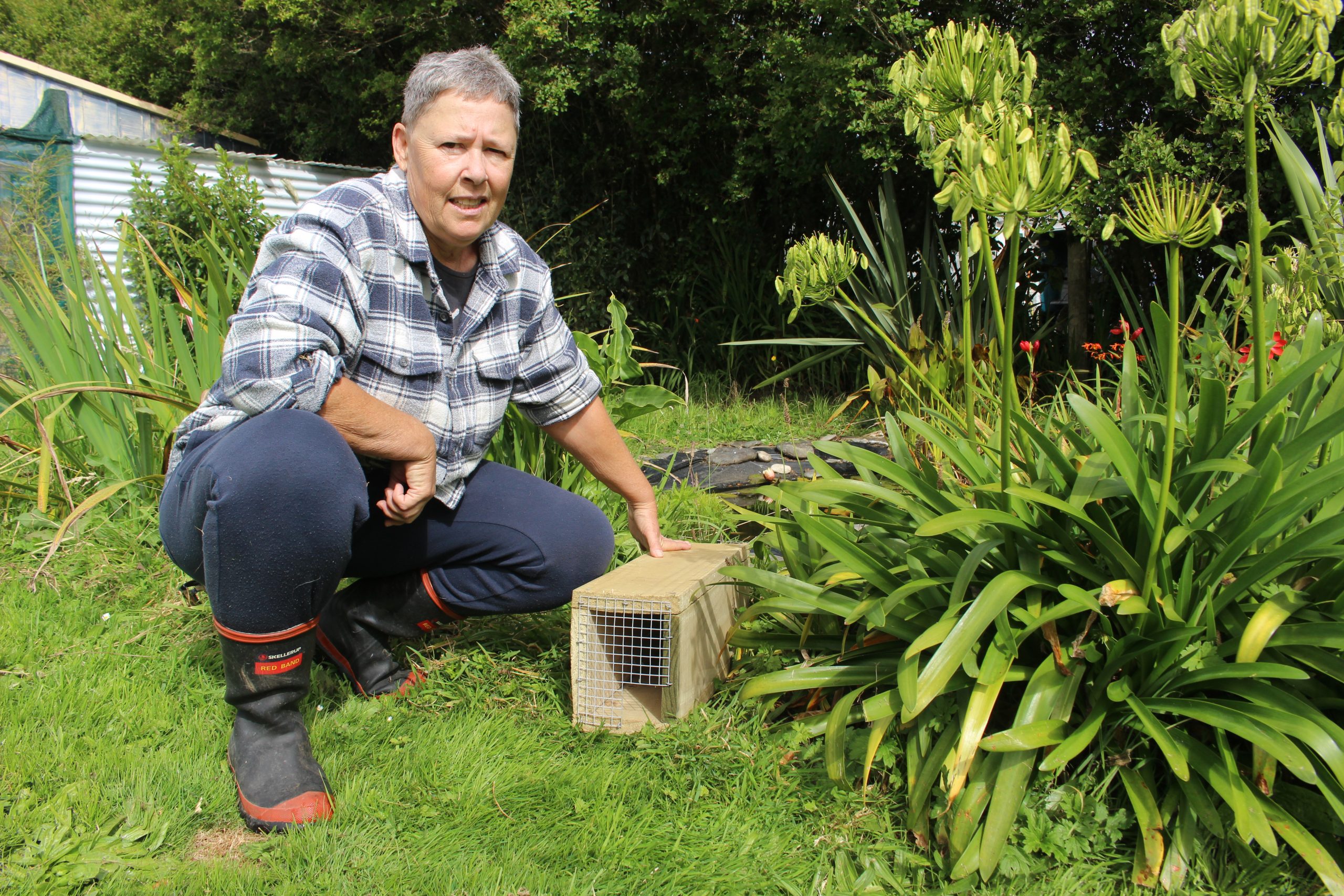 Trapping comes to Runanga - Greymouth Star