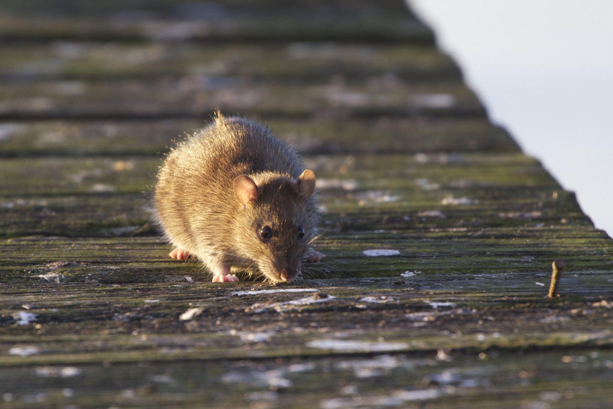 Rodents chomp through northern Coast internet cable - Greymouth Star