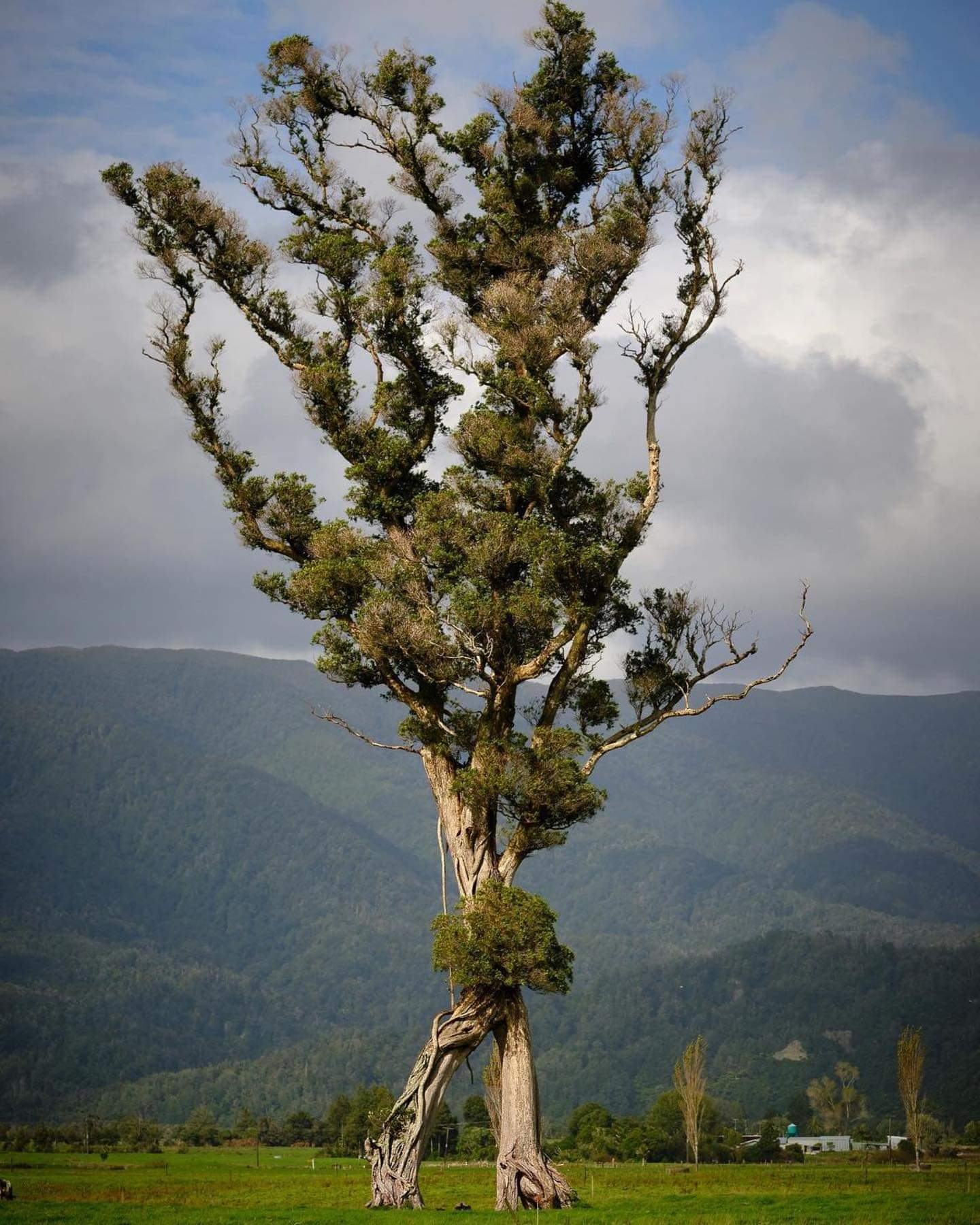 Karamea tree walks in to Tree of Year comp - Greymouth Star