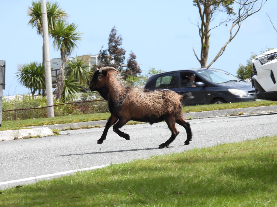 Fresh concerns over Greymouth goats - Greymouth Star
